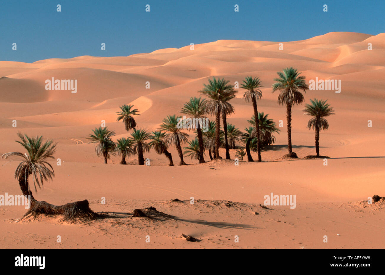 Date Palms, Sahara, Erg Ubari, Libya / (Phoenix dactylifera Stock Photo ...