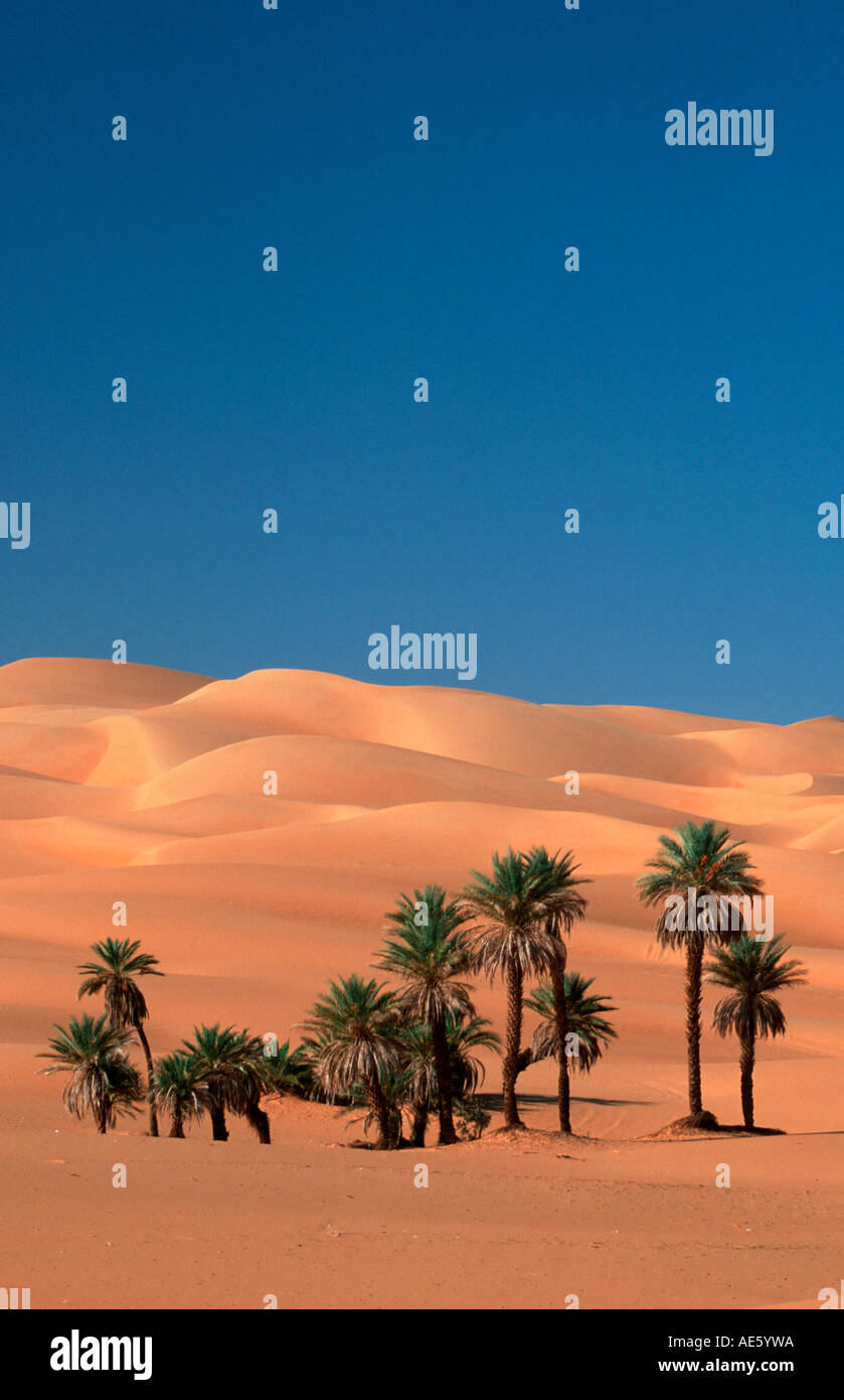 Date Palms, Sahara, Erg Ubari, Libya / (Phoenix dactylifera Stock Photo ...