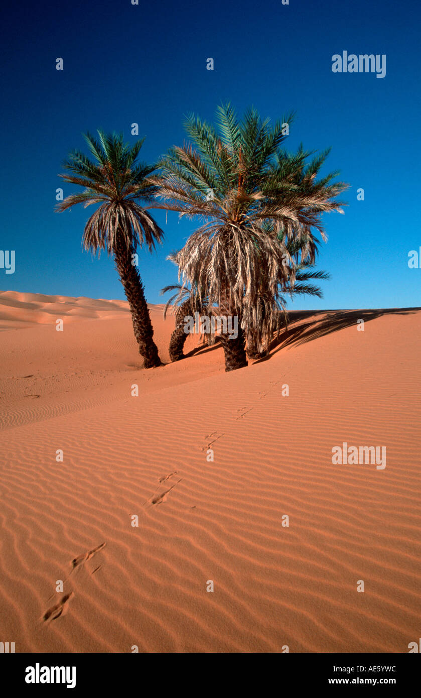 Date Palms, Sahara, Erg Ubari, Libya / (Phoenix dactylifera Stock Photo ...