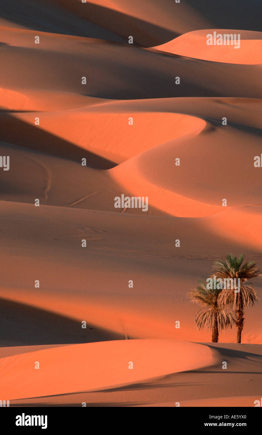 Date Palms, Sahara, Erg Ubari, Lybia / (Phoenix dactylifera Stock Photo ...