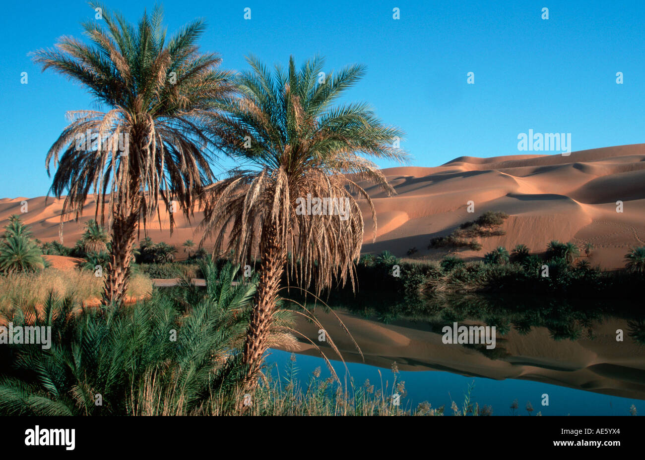 Date Palms, oasis Um el Ma, Sahara, Erg Ubari, Lybia / (Phoenix ...
