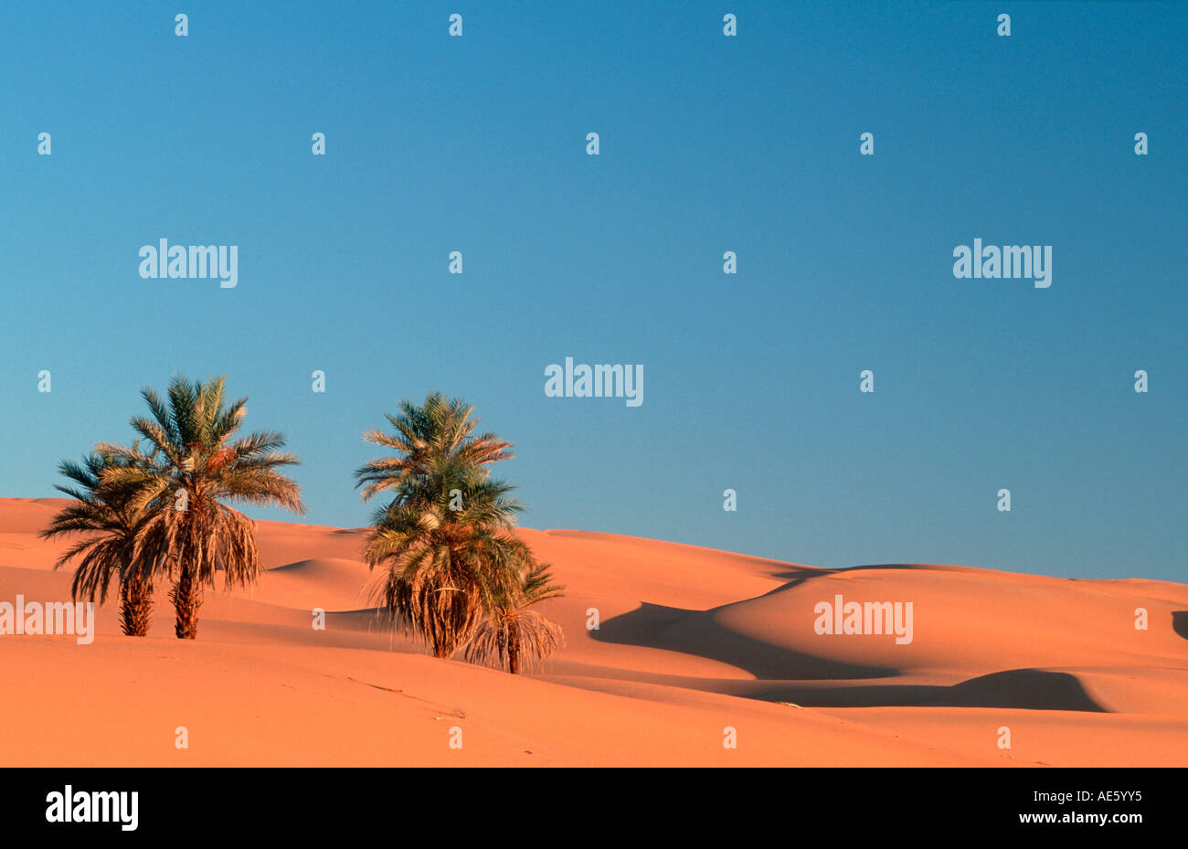 Date Palms, Sahara, Erg Ubari, Libya / (Phoenix dactylifera Stock Photo ...