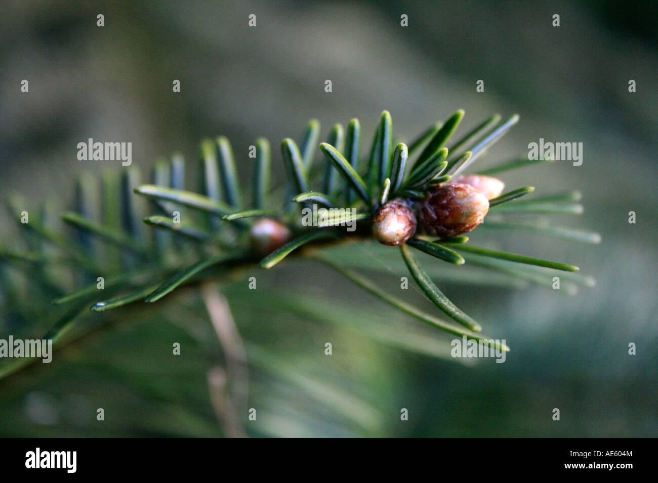 Baby cones hi-res stock photography and images - Alamy