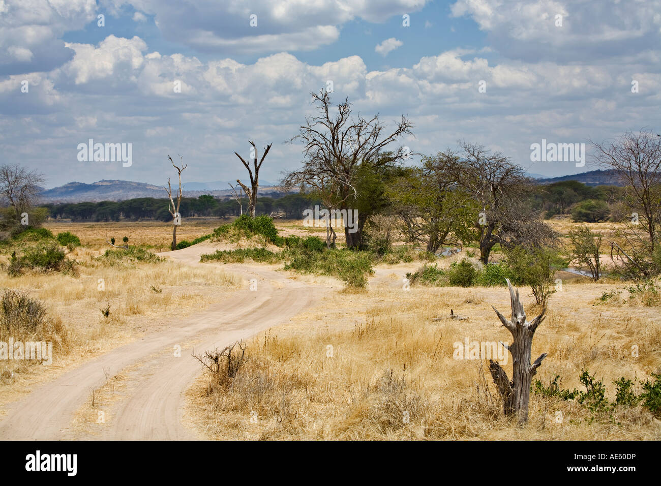 Ruaha National Park, Tanzania, Africa Stock Photo - Alamy