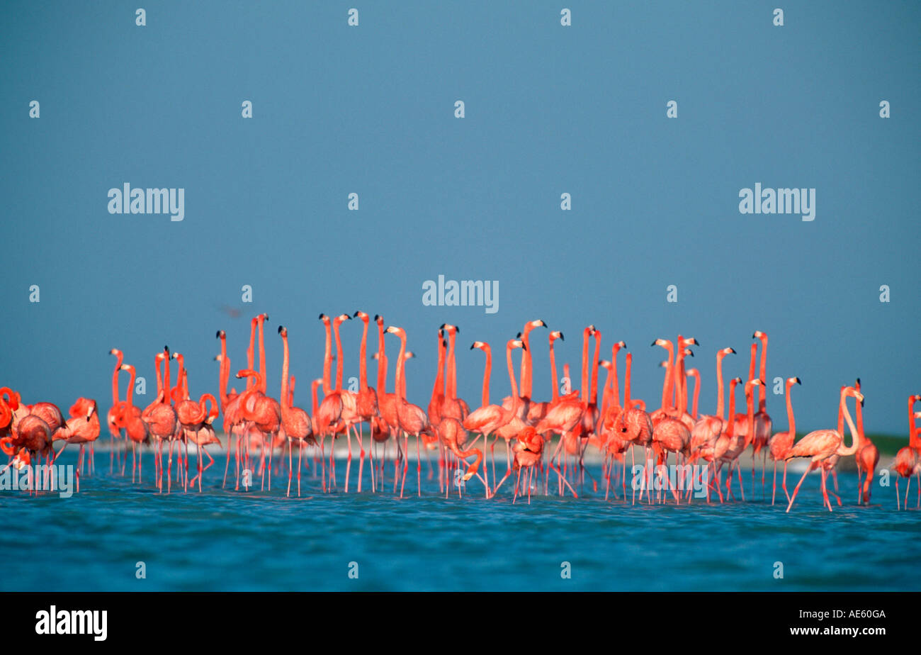 Flamingos of mexico hi-res stock photography and images - Alamy