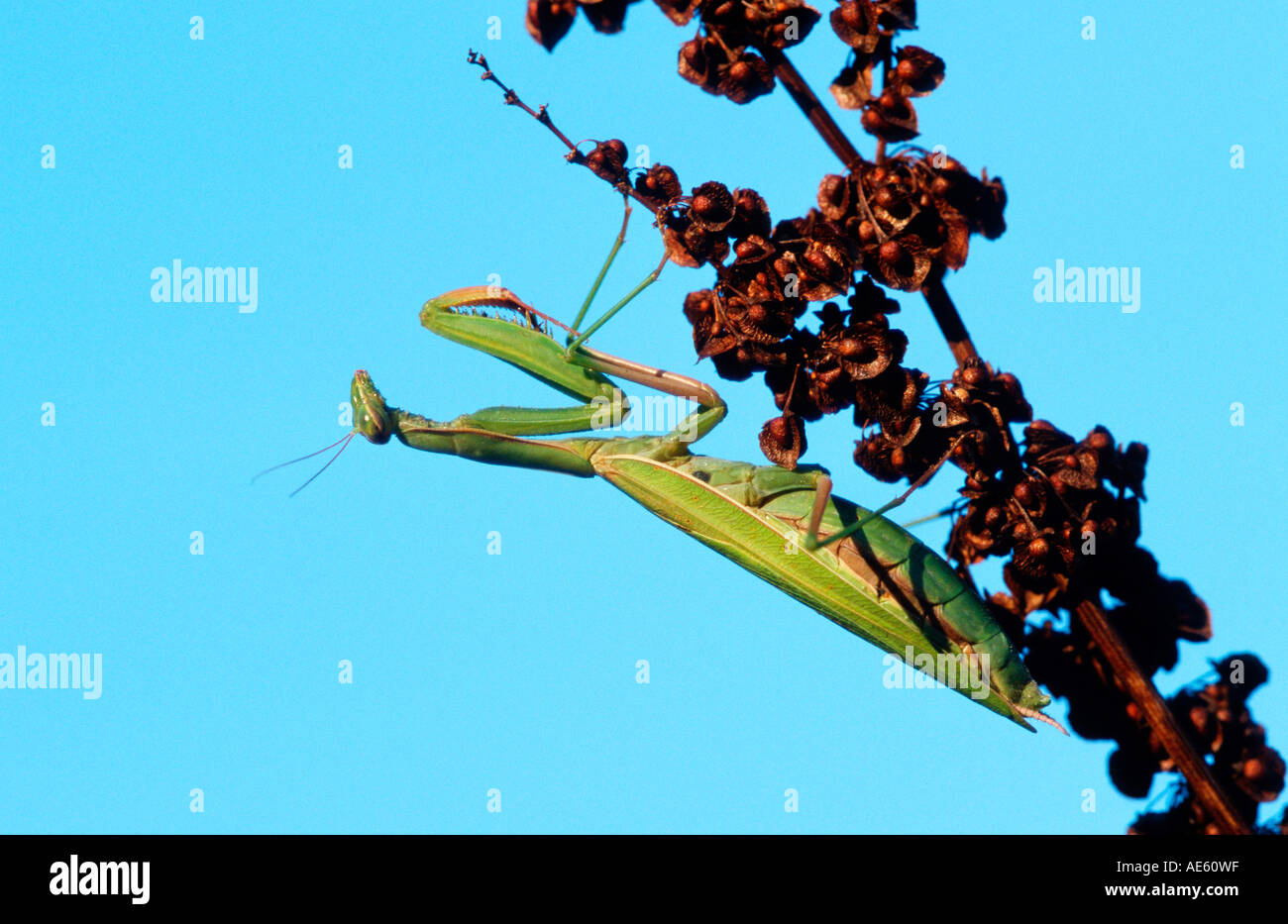 Mantis religiosa germany hi-res stock photography and images - Alamy