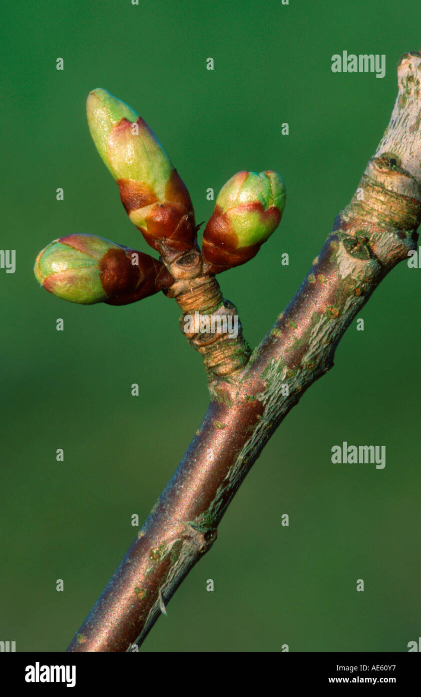 Apple, twig with buds (Malus spec Stock Photo - Alamy