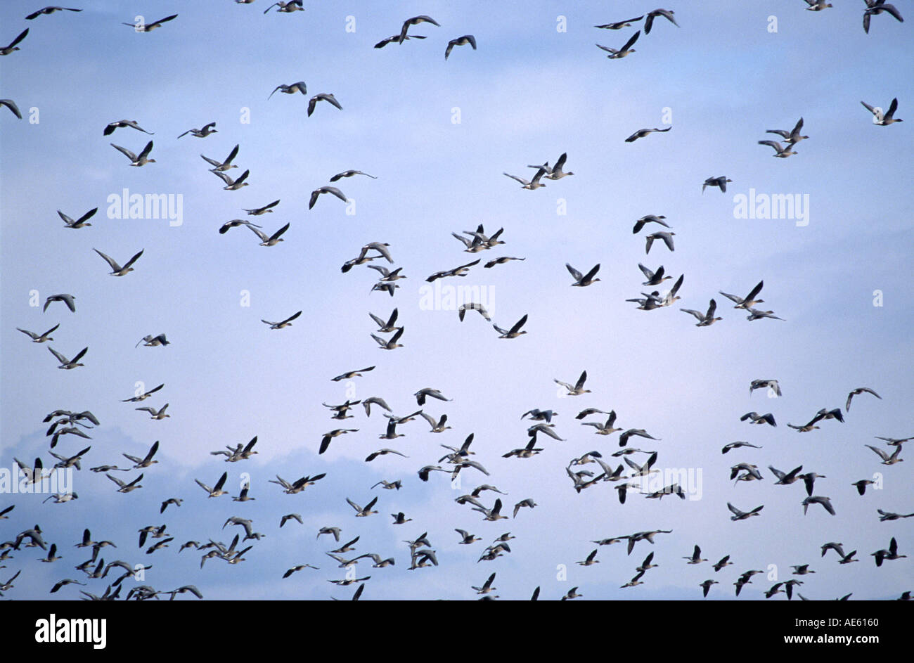 BIRD FLOCK OF GEESE OVER HAPPISBURGH NORFOLK EAST ANGLIA ENGLAND UK ...