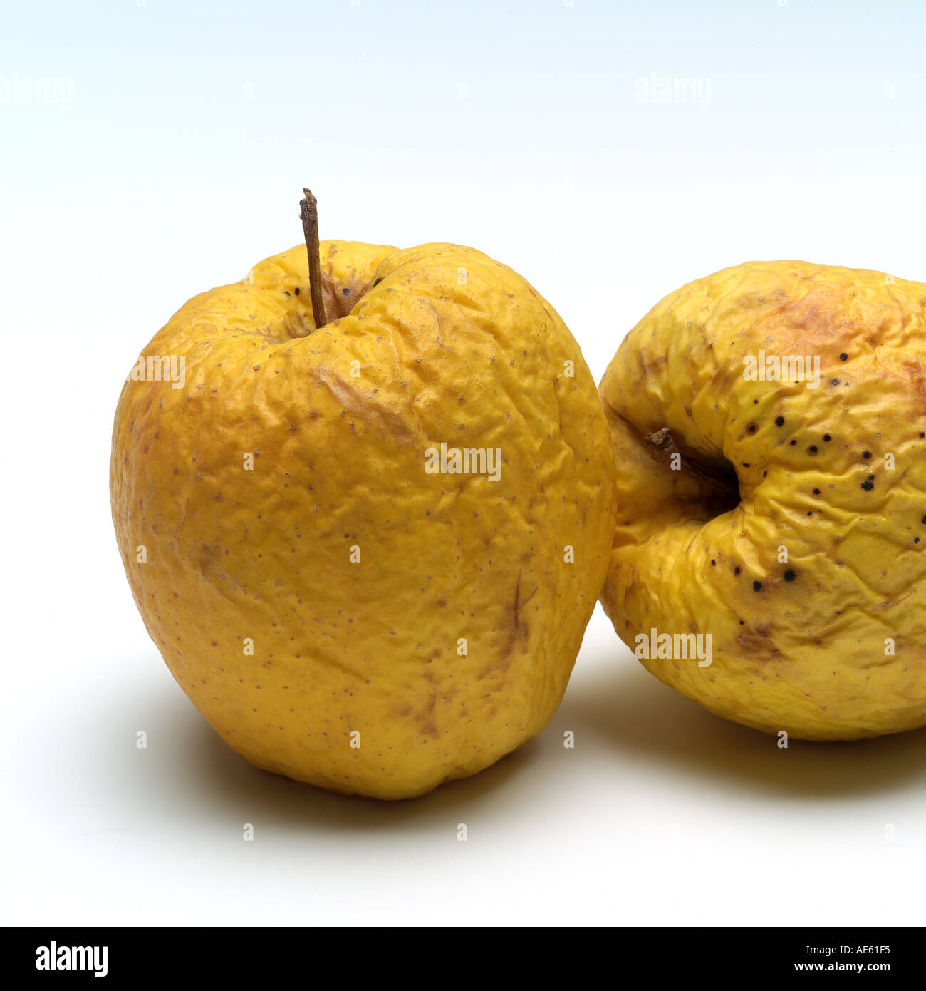 Two wrinkled Golden Delicious apples Stock Photo - Alamy