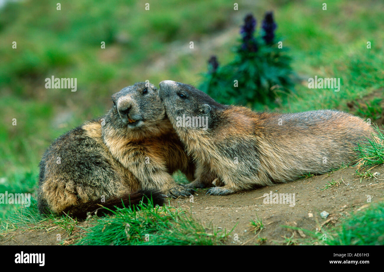Alpine Marmots, Grossglockner, Austria (Marmota marmota) alps Stock Photo - Alamy