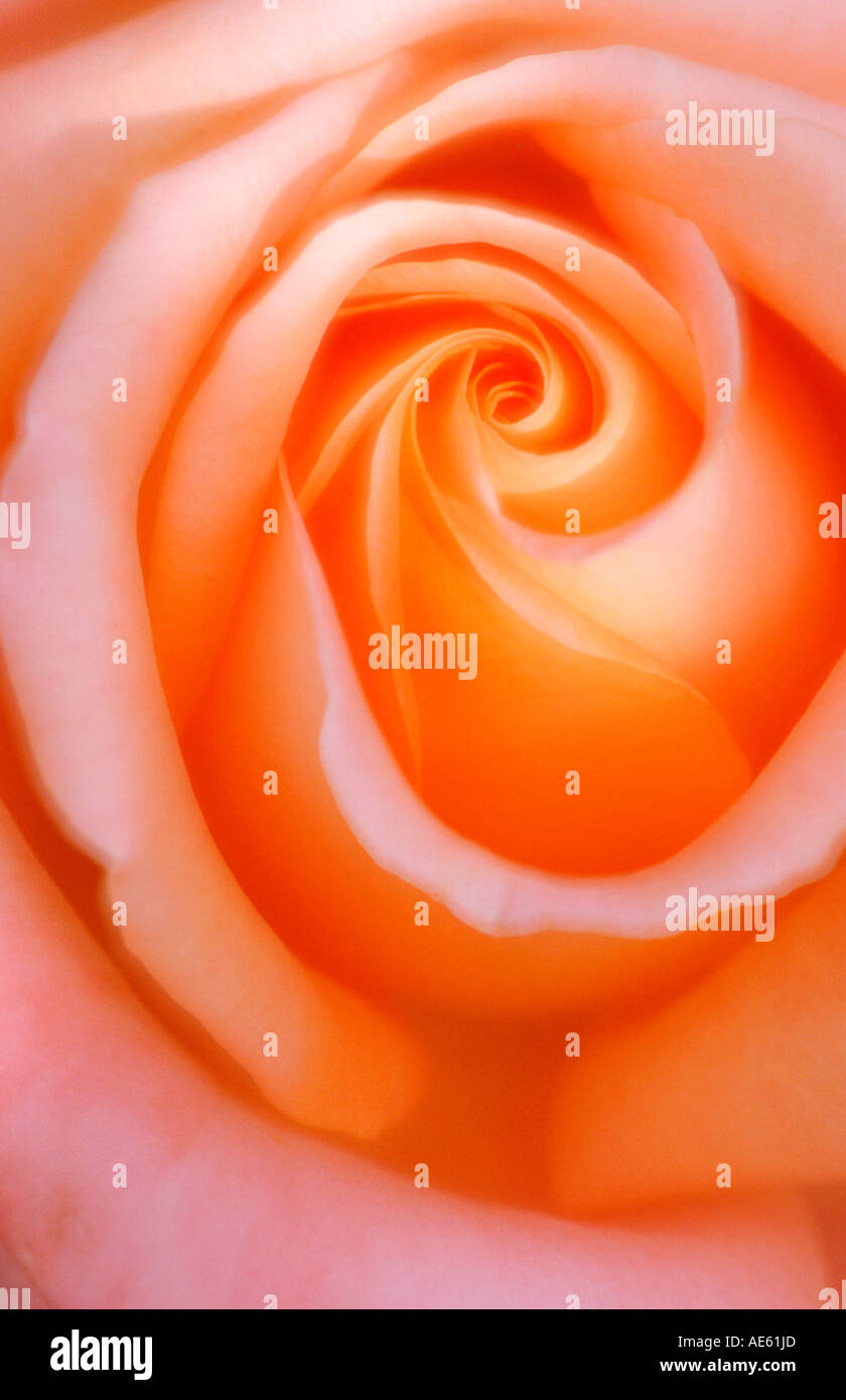 Garden rose rosa spec hi-res stock photography and images - Alamy