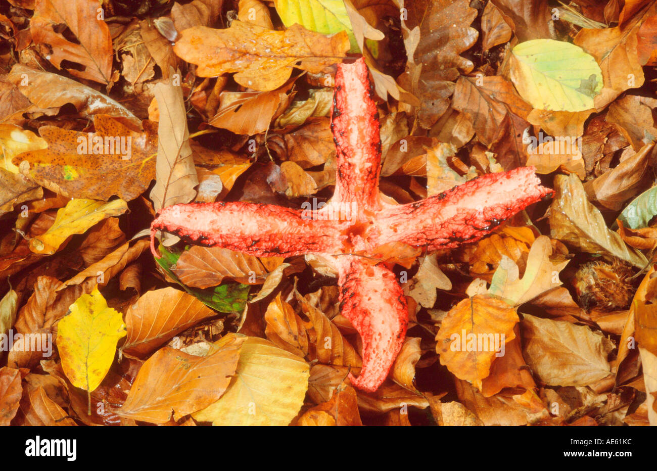 Octopus Stink Horn, Rhineland-Palatinate, Germany (Anthurus archeri ...