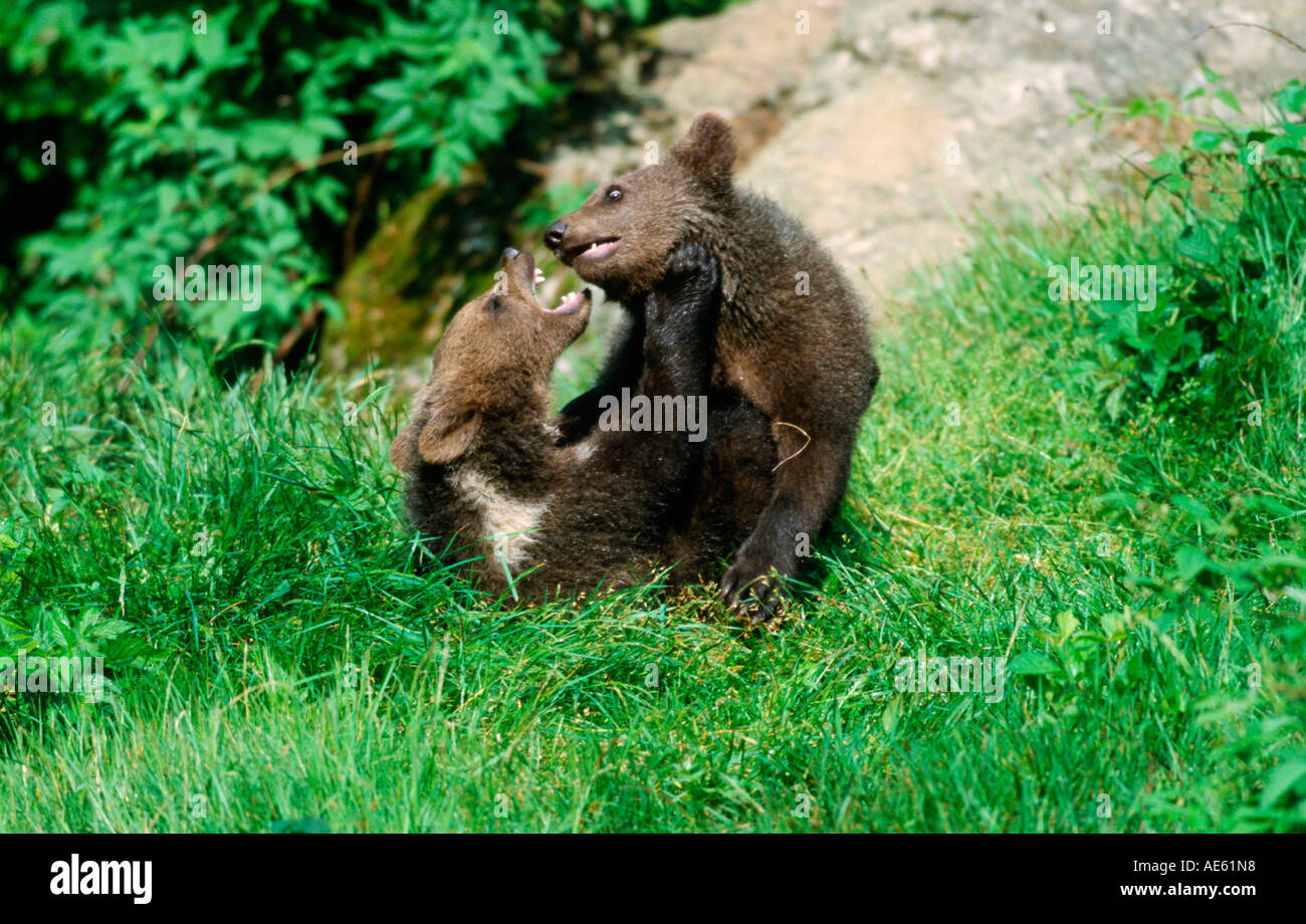 European Brown Bear cubs, playing (Ursus arctos) cub Stock Photo - Alamy