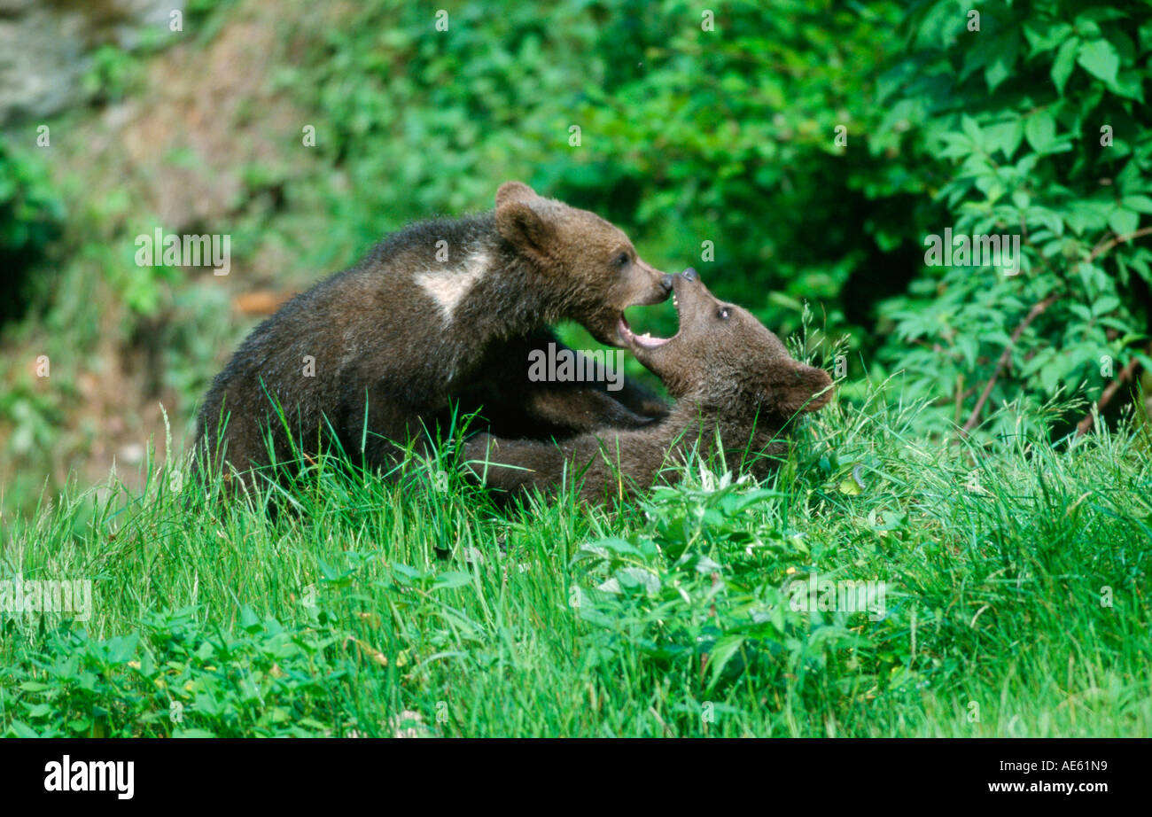 European Brown Bear cubs, playing (Ursus arctos) cub Stock Photo - Alamy