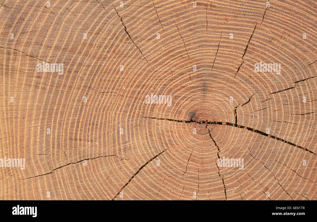 Annual rings of a tree Stock Photo - Alamy