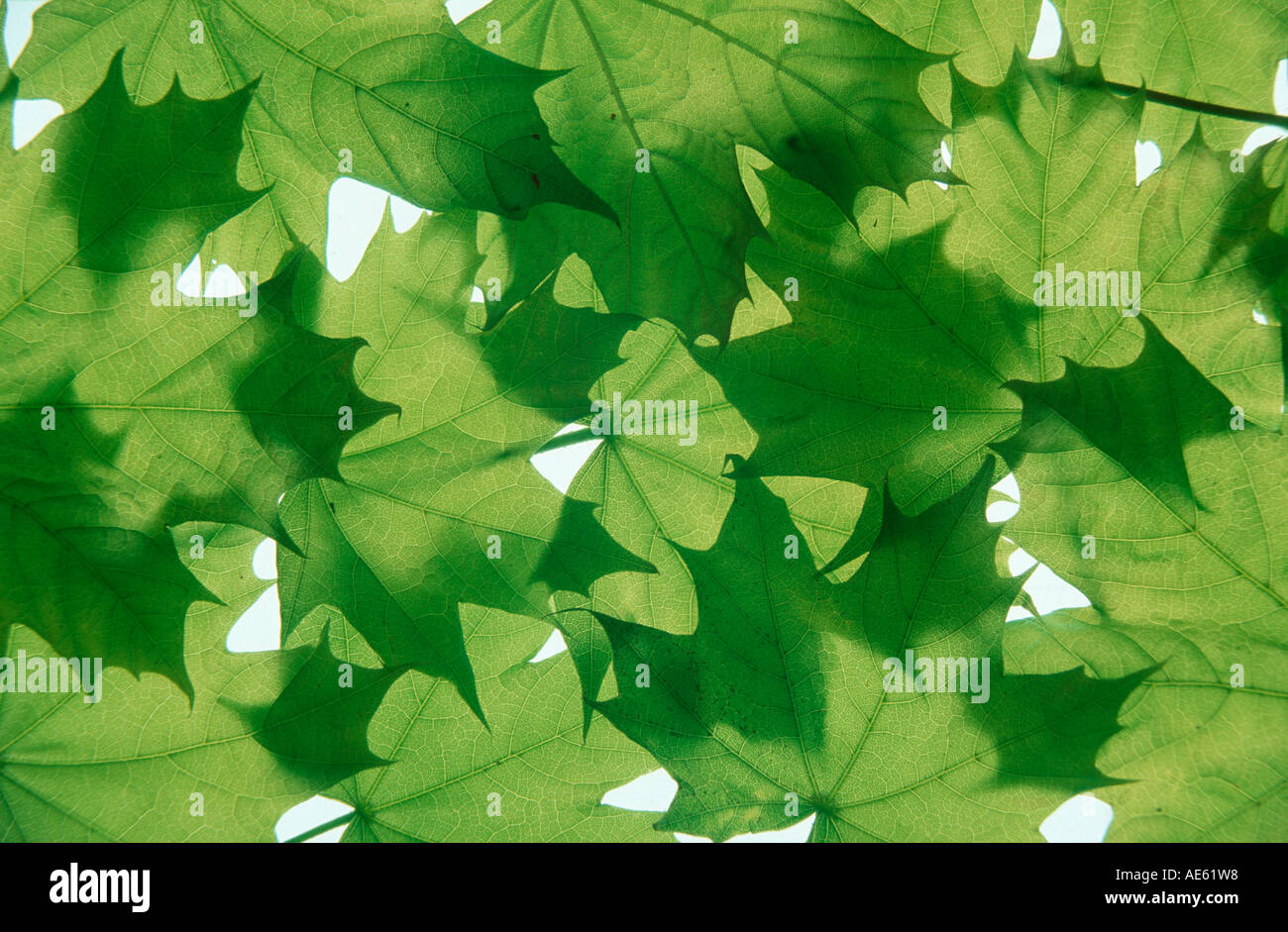 Norway Maple, spring leaves (Acer platanoides Stock Photo - Alamy
