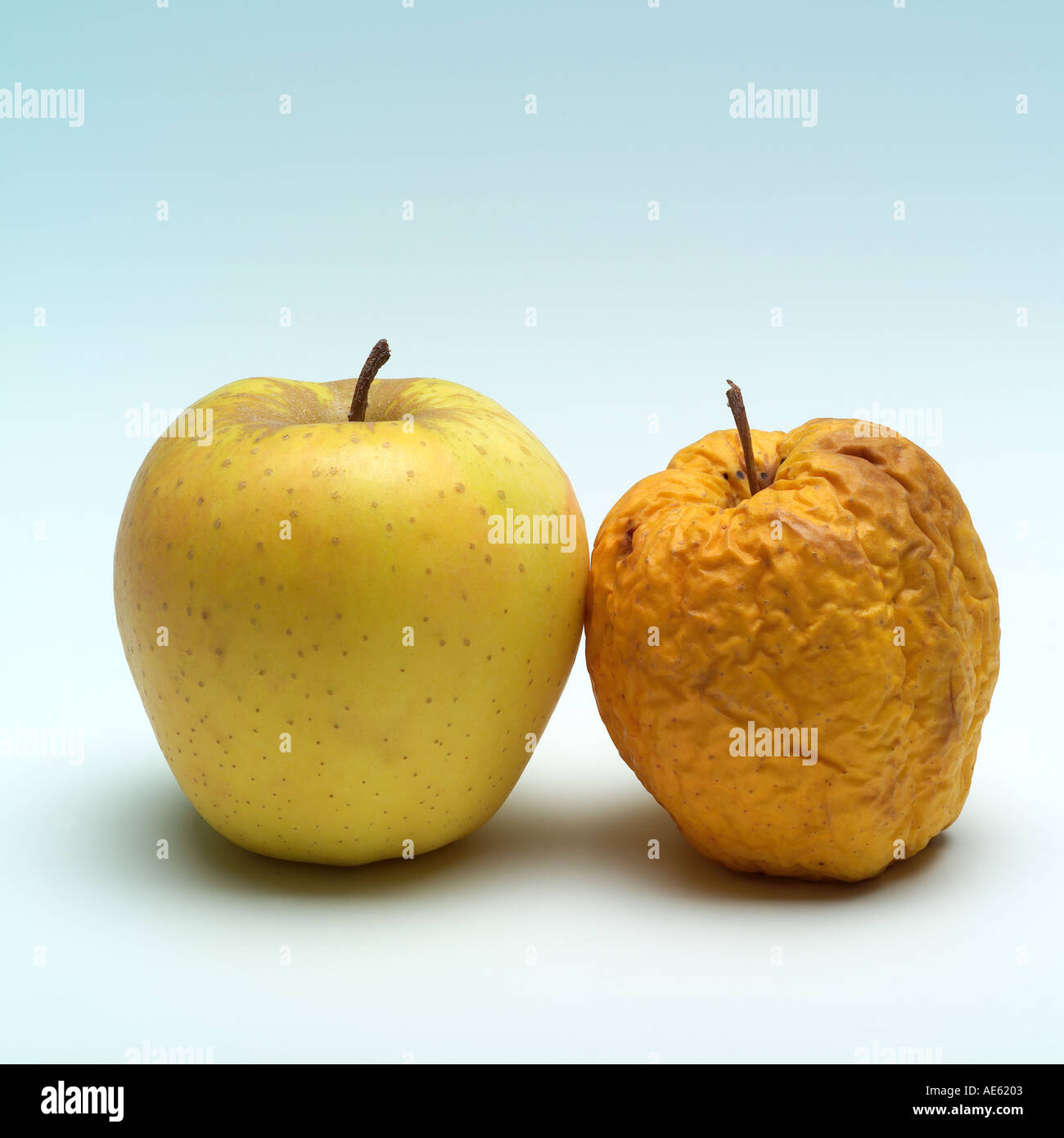 One fresh and one wrinkled Golden Delicious apples, bad skin concept ...