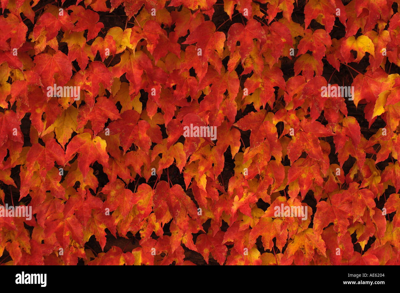 Photo copyright Pete Millson 020 8888 4440 UK Leaves on a wall late ...