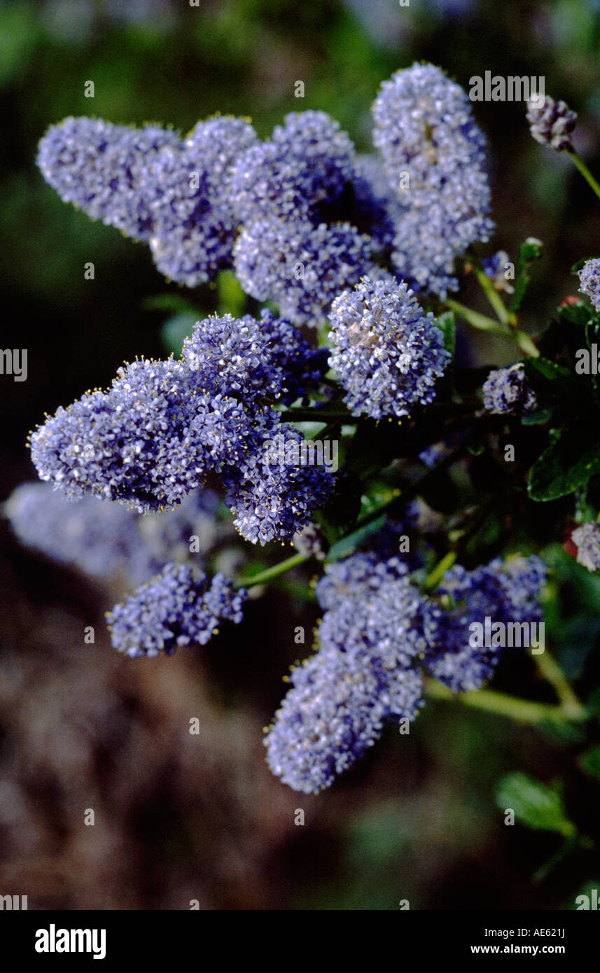 WILD LILAC Ceanothus x delilianus blooming in summer Stock Photo - Alamy