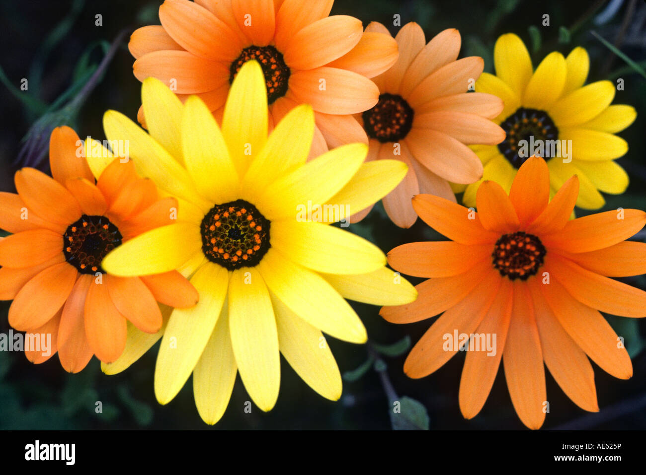 YELLOW and ORANGE DAISIES Bellis perennis in bloom Stock Photo - Alamy