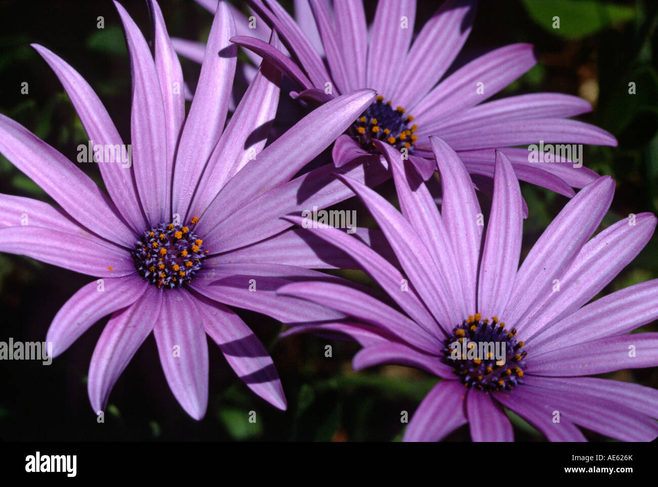 PURPLE DAISY HYBRID Stock Photo - Alamy