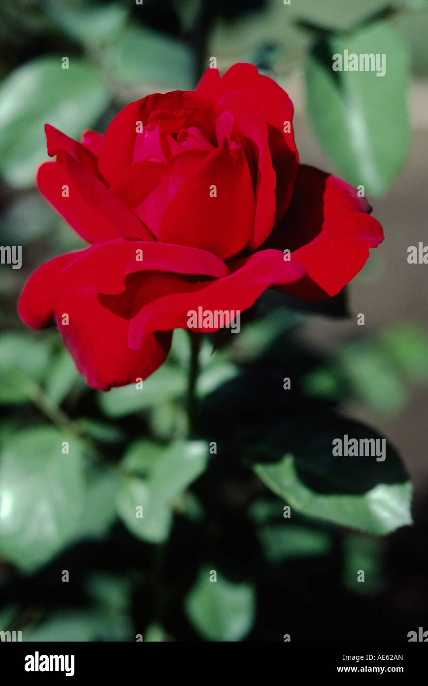 Genus rosa hi-res stock photography and images - Alamy