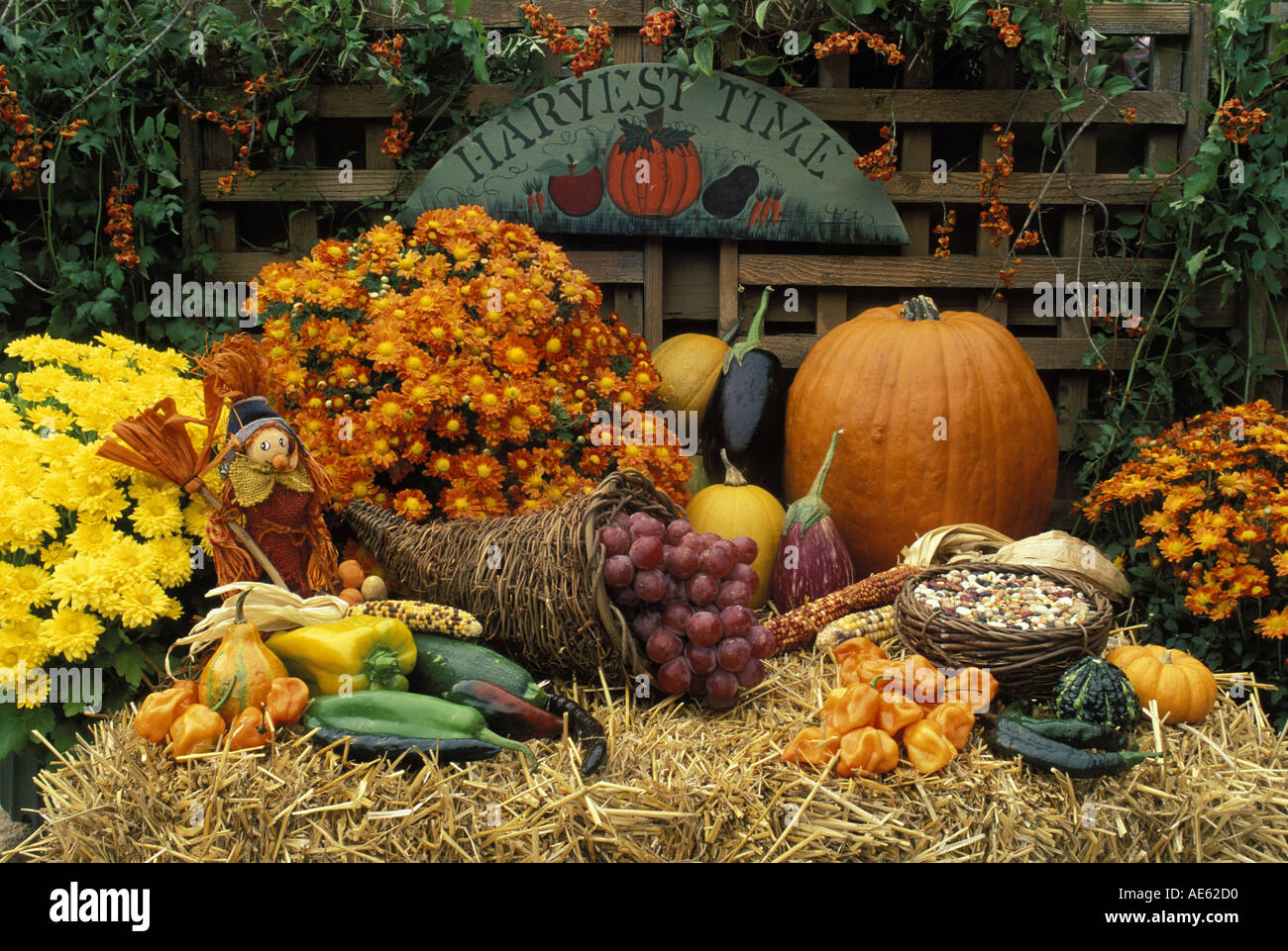 Country scene of a gorgeous fall garden harvest of homegrown produce ...
