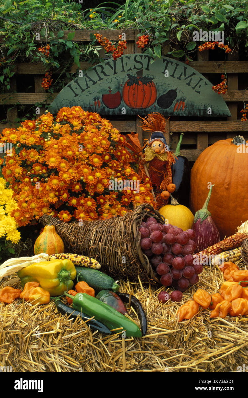 Garden harvest of homegrown produce with organic vegetables and fruit ...