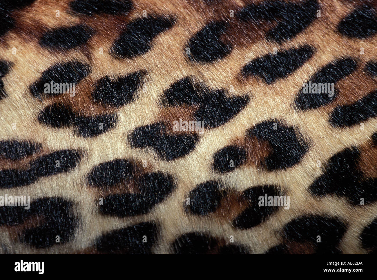 Leopard skins hi-res stock photography and images - Alamy