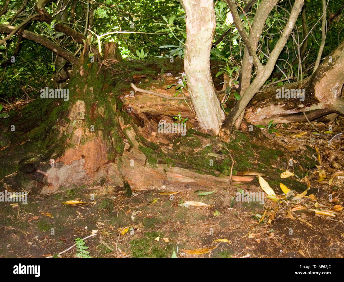 Woodland tree stump with moss & lichens minibeasts habitat insects ...