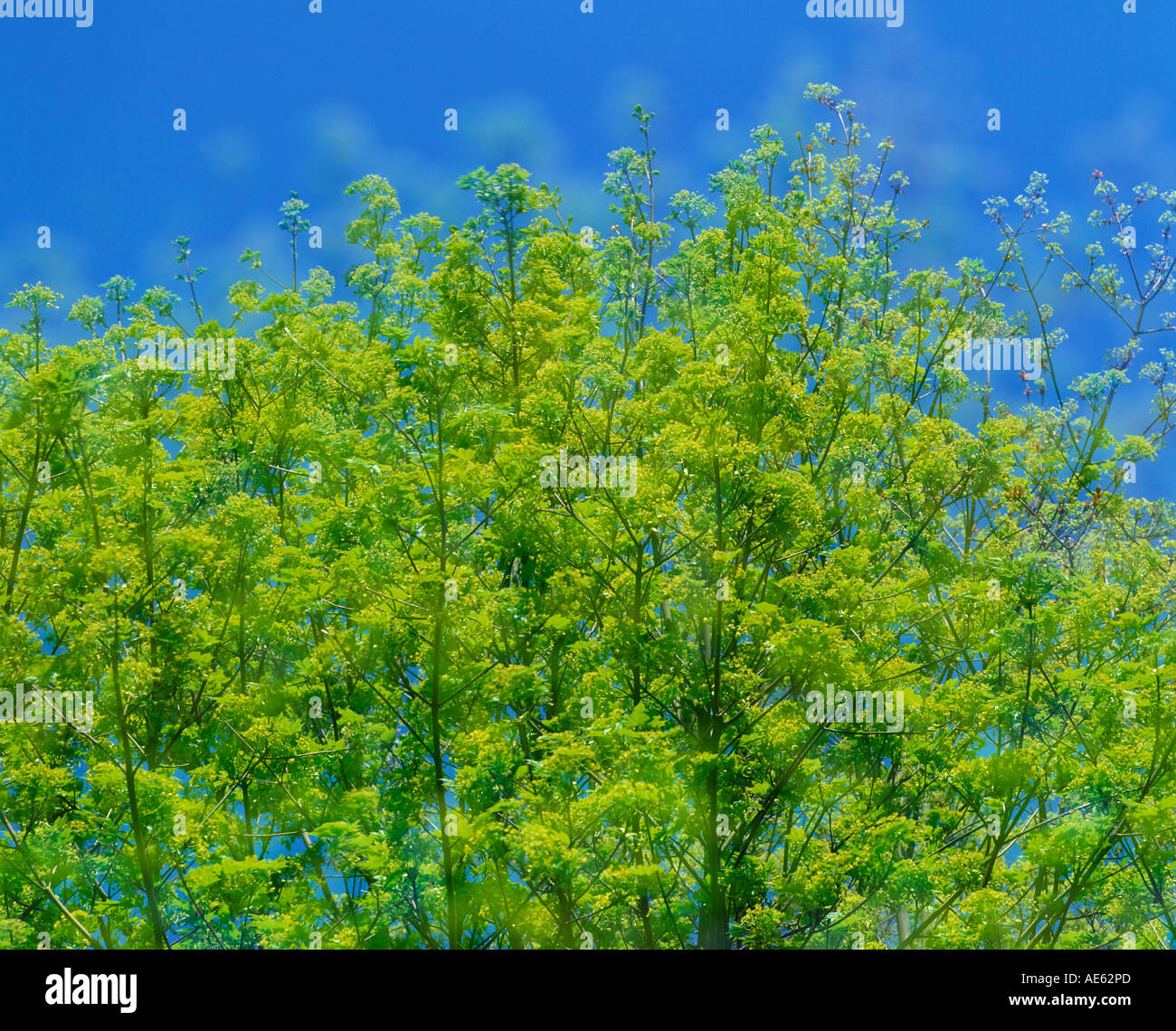 Norway maple acer platanoides in spring hi-res stock photography and ...
