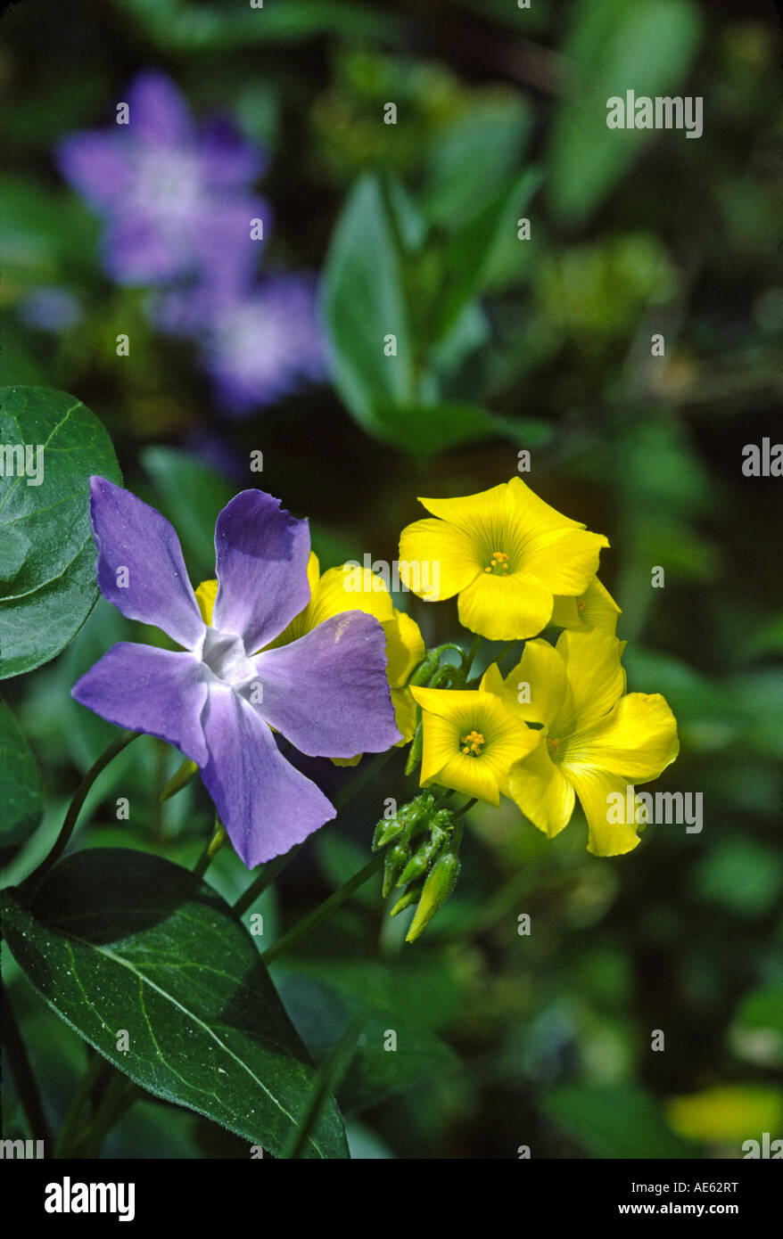 Big leaf periwinkle flower hi-res stock photography and images - Alamy