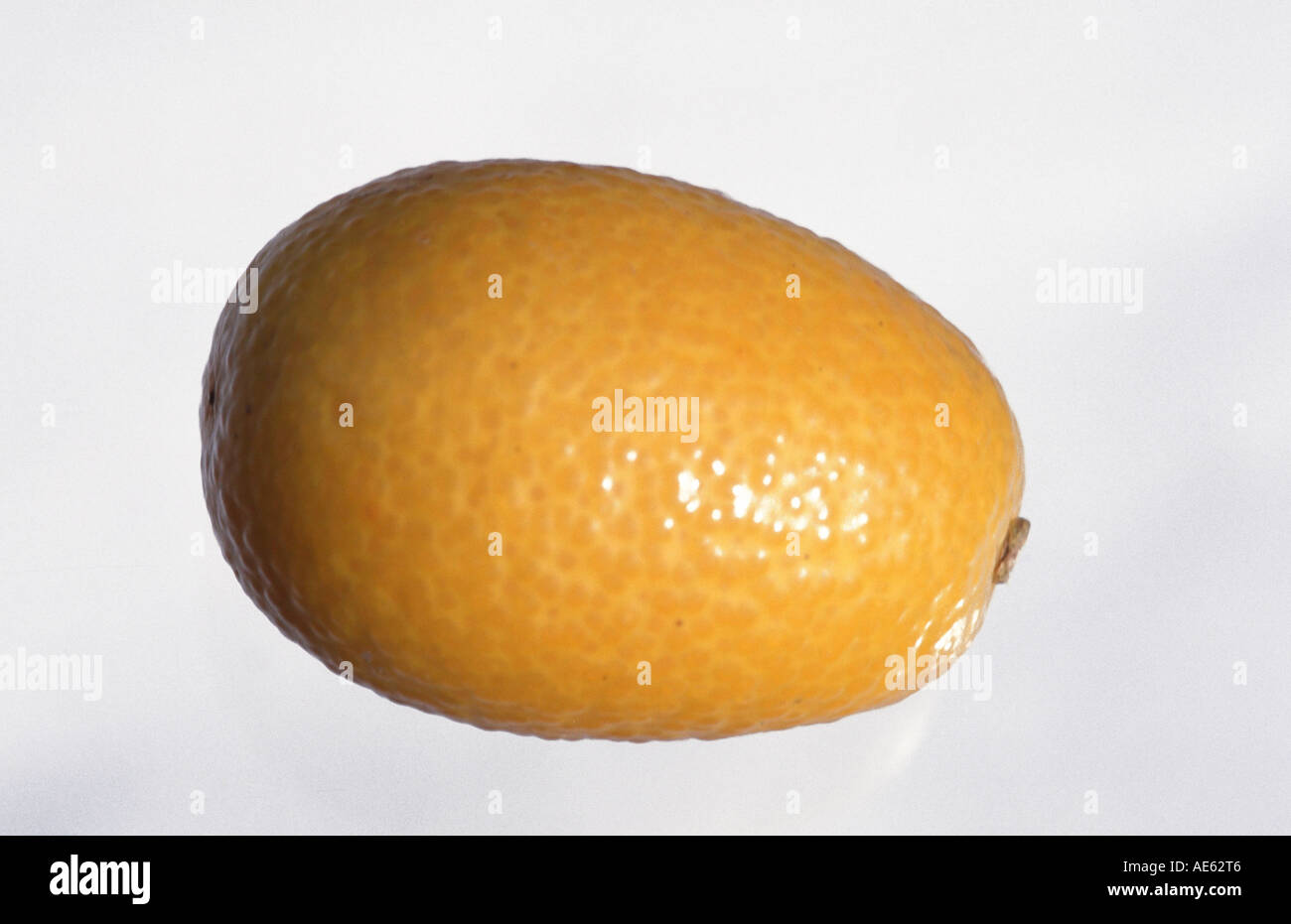 Malayan Kumquat (Fortunella polyandra Stock Photo - Alamy