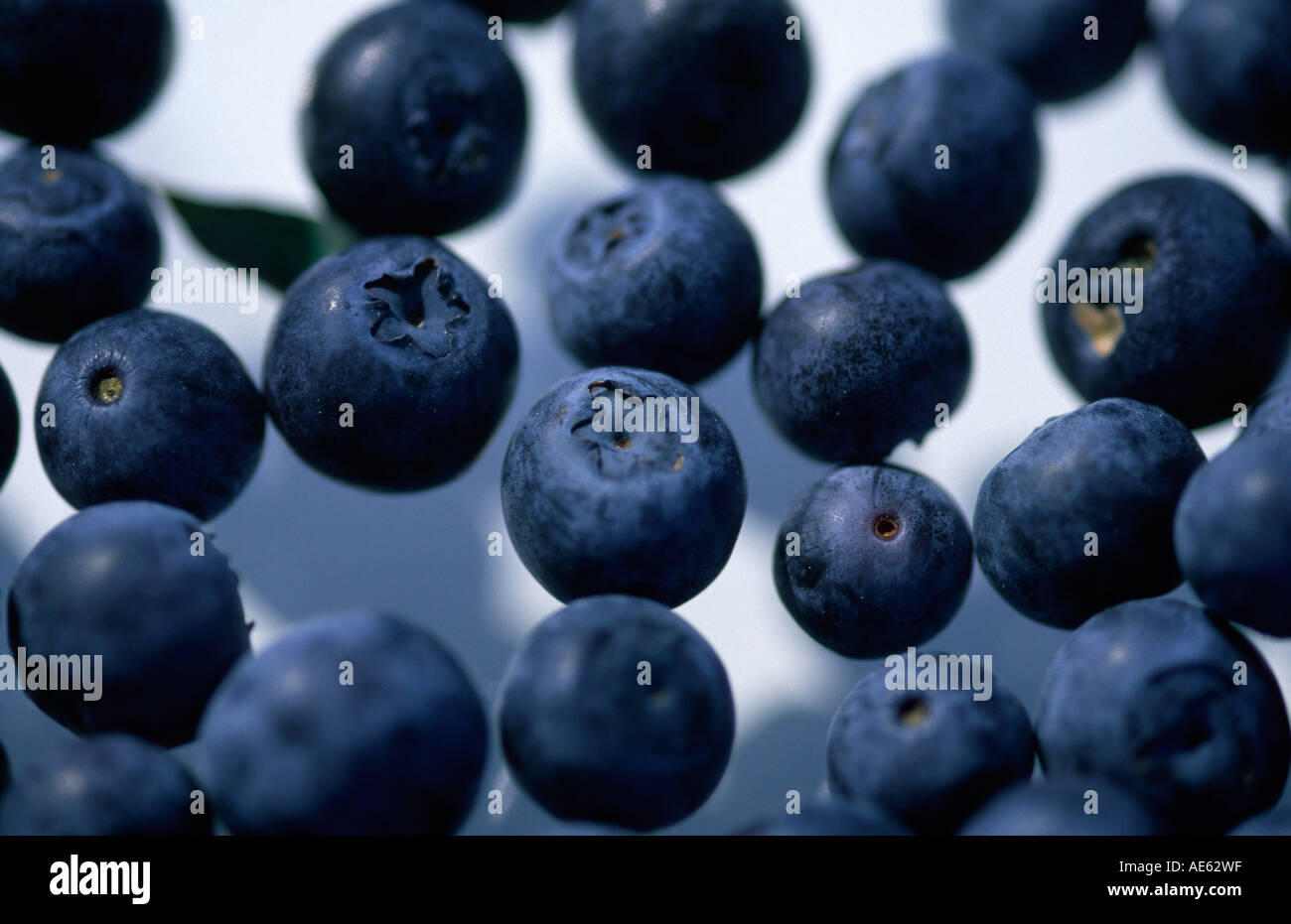 Bilberries (Vaccinium myrtillus) Blueberry Stock Photo - Alamy