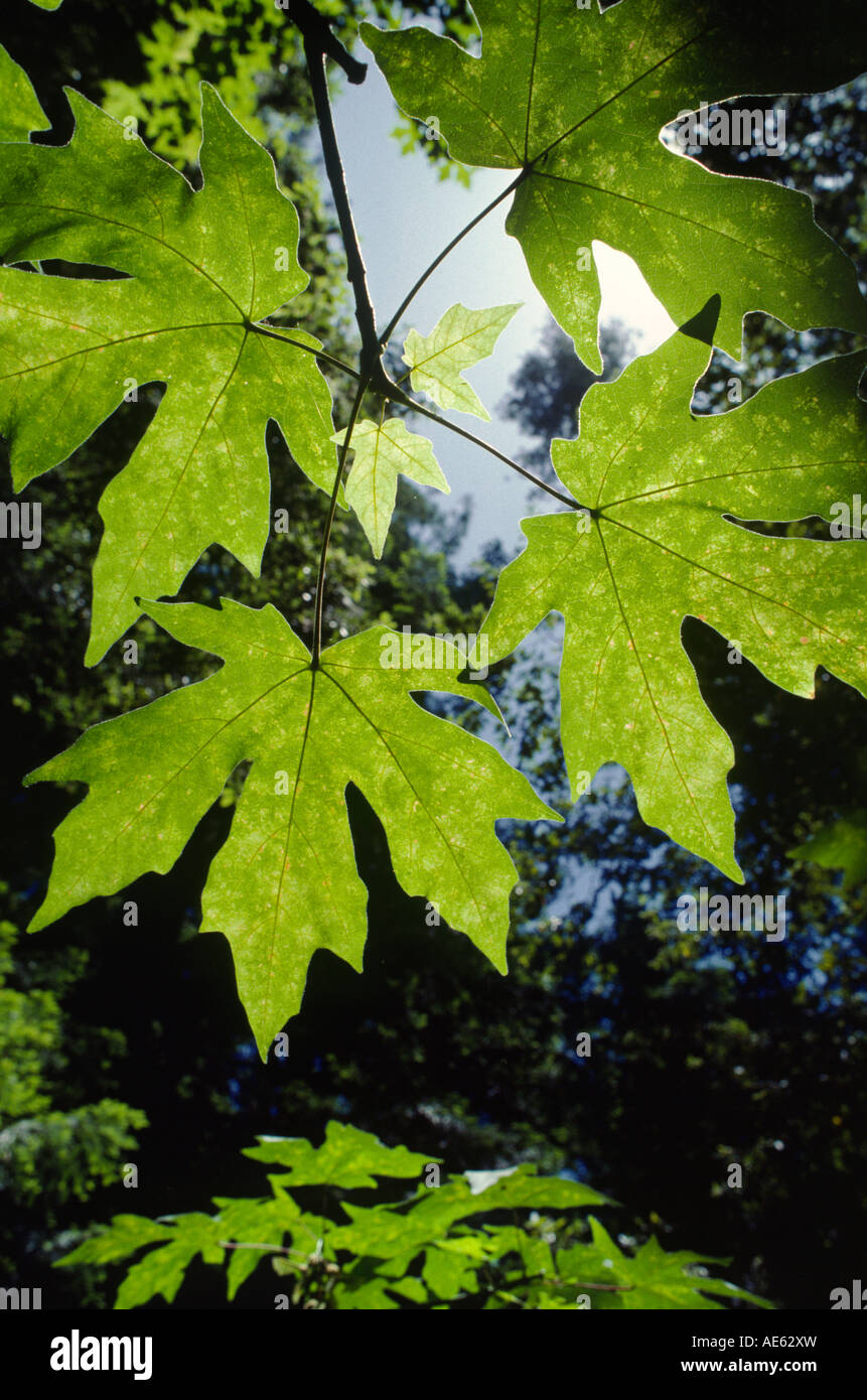 Genus maple hi-res stock photography and images - Alamy