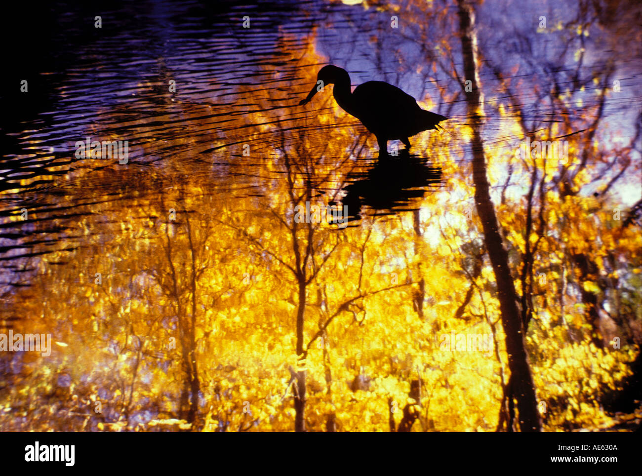 Great Blue Heron hunting in water with golden autumn trees reflected ...