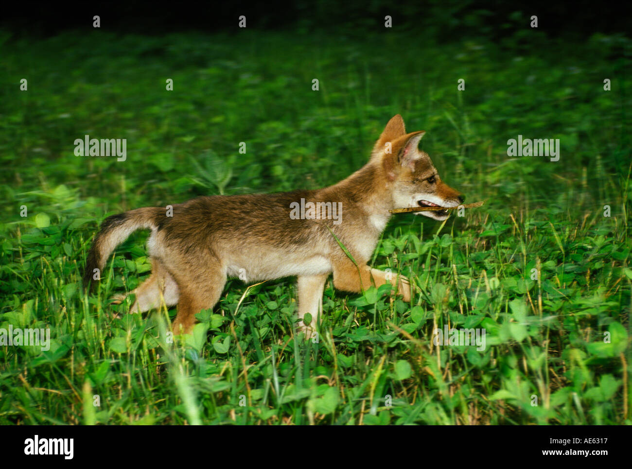 Juvenile coyote (Canis latrans) running with a stick in mouth, Midwest ...