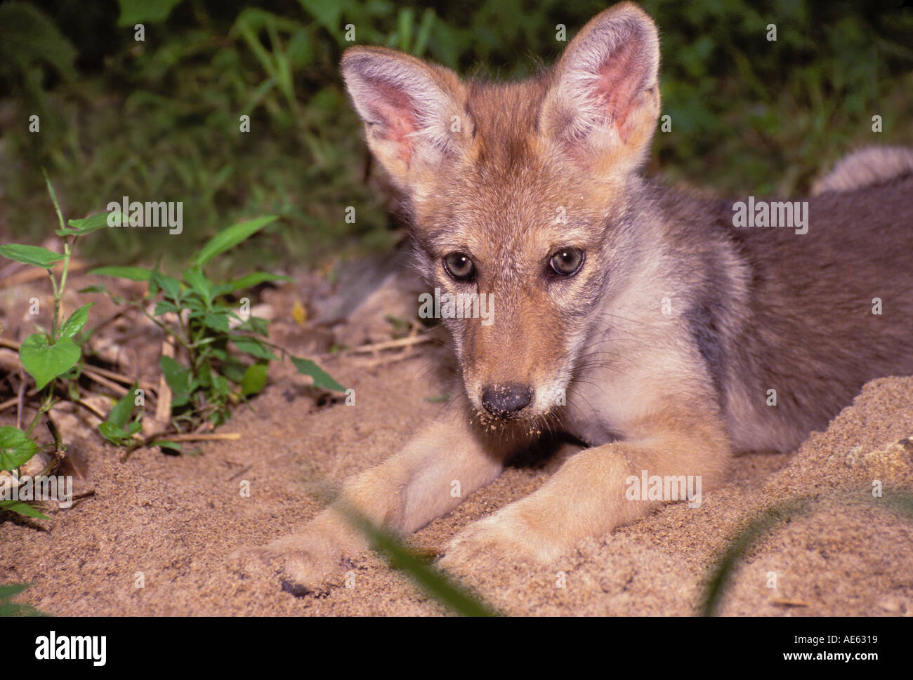 Cute young coyote, Canis latrans, lying on sand bar with a sandy nose ...