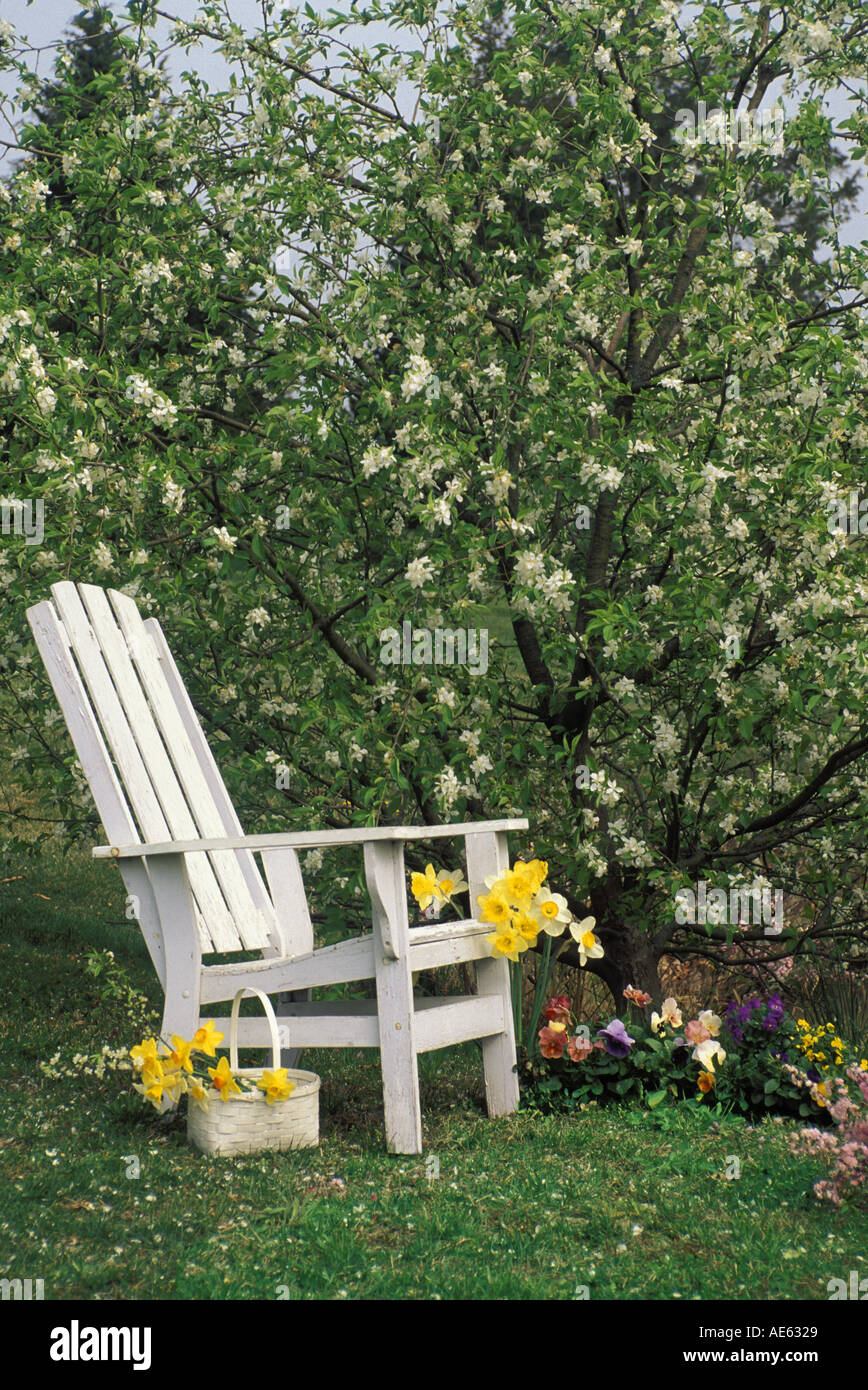 White Adirondack chair by white blooming crabapple tree (Malus ...