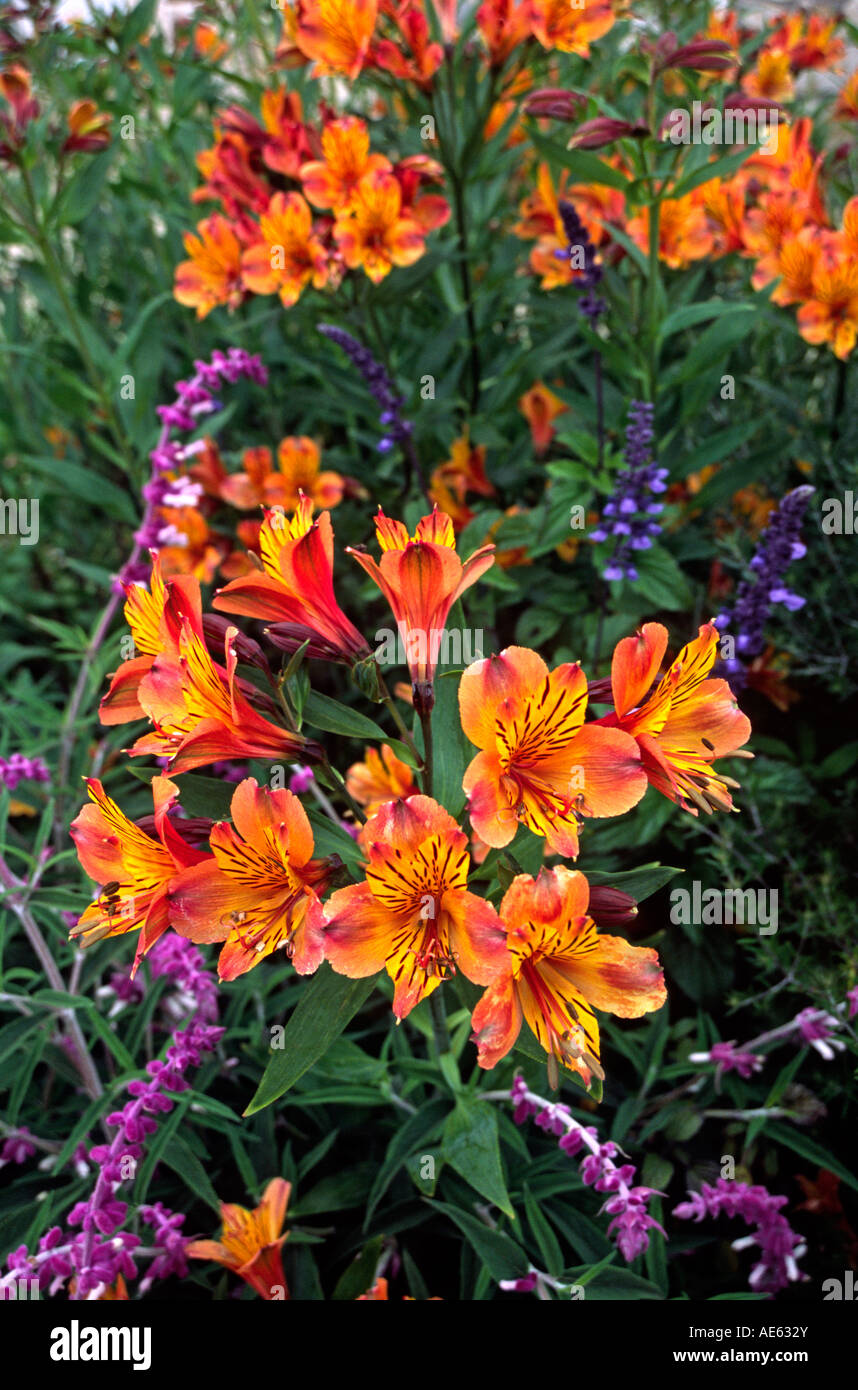 Orange domestic flowers in summer bloom Stock Photo - Alamy