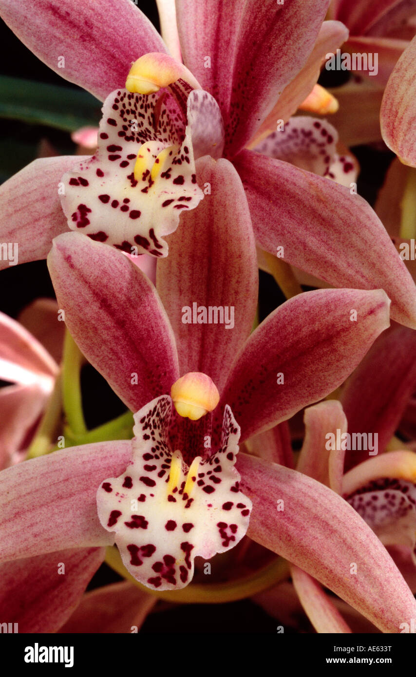 Growing red orchids hi-res stock photography and images - Alamy