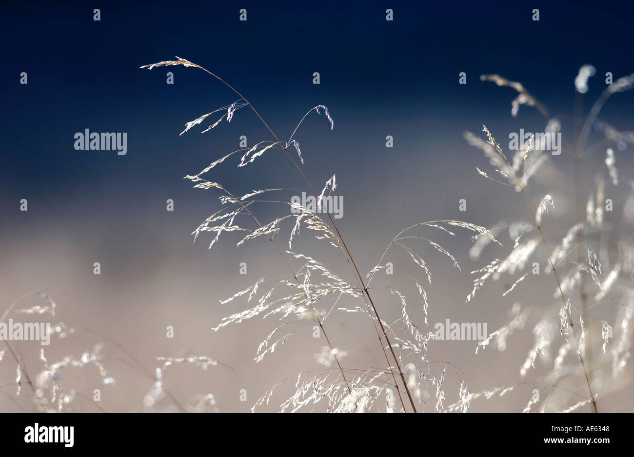 Cream grasses hi-res stock photography and images - Alamy
