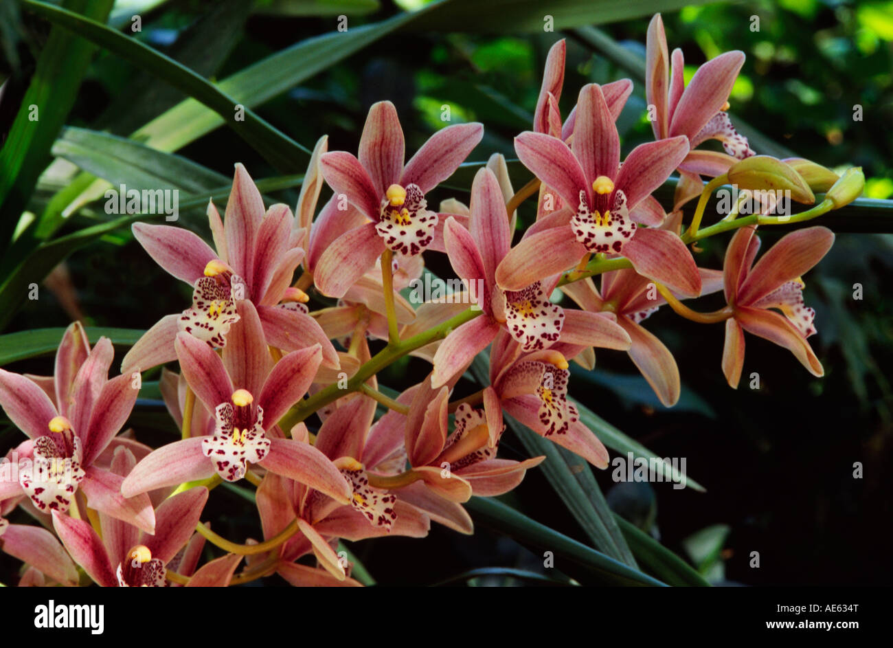 Cymbidium Orchids High Resolution Stock Photography and Images - Alamy