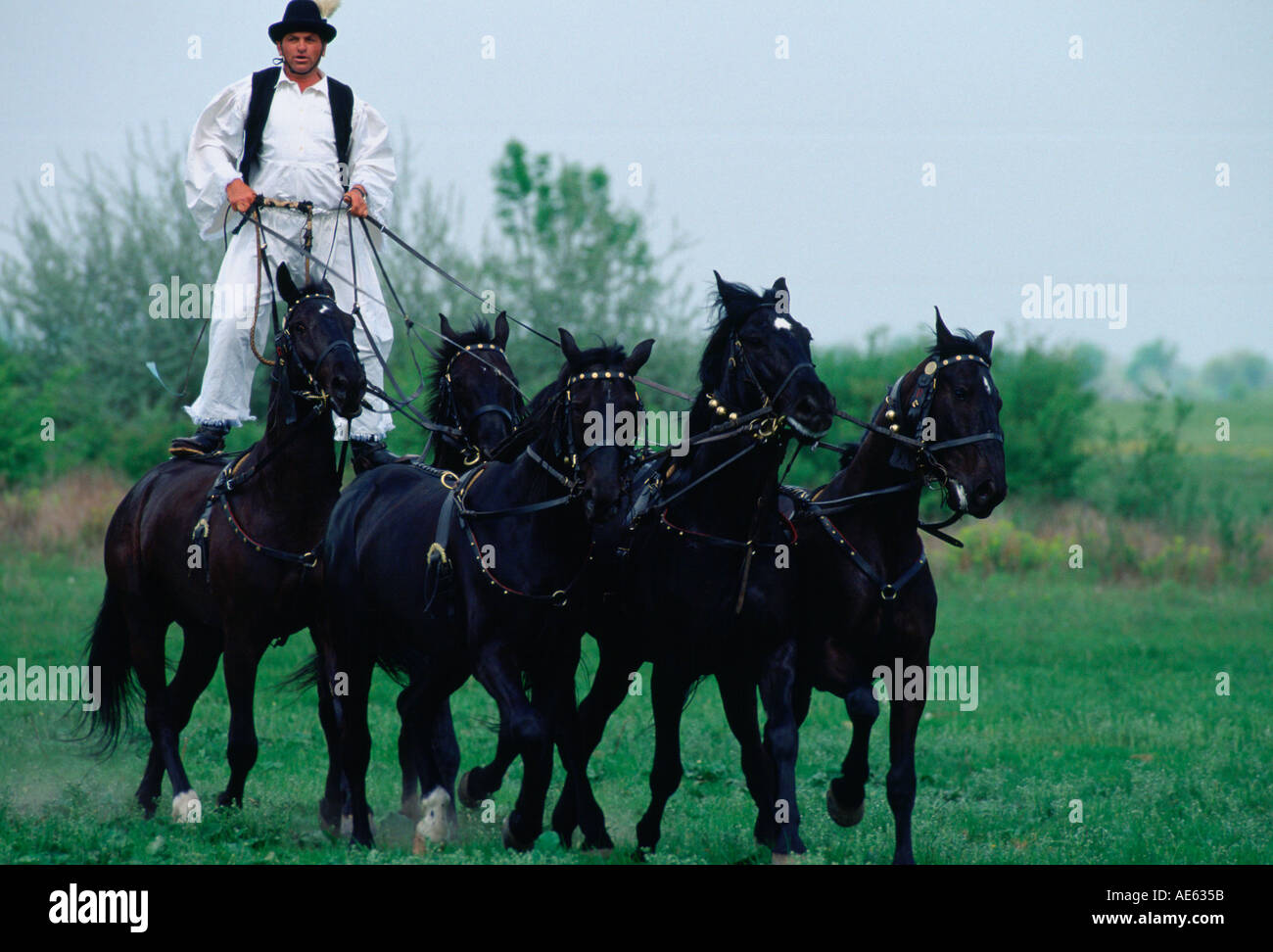 Traditional Display of Horsemanship in Hungary Stock Photo - Alamy