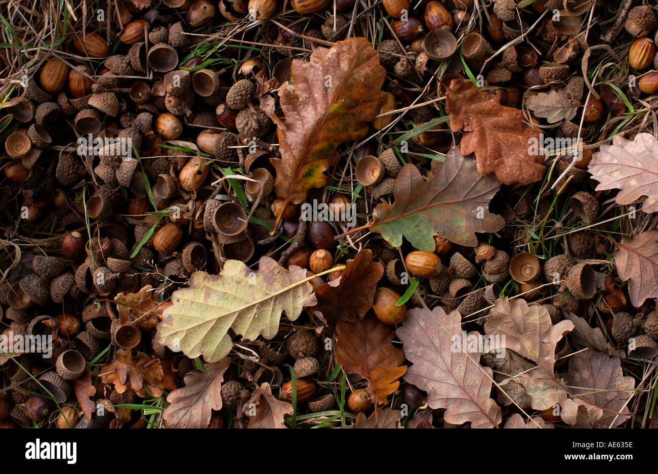 Acorns and oak leaves hi-res stock photography and images - Alamy