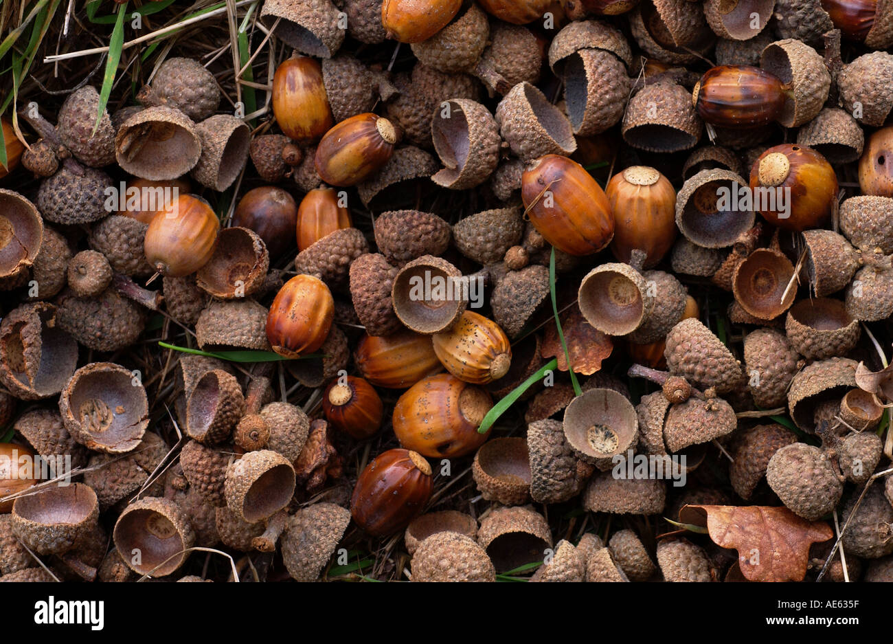 Acorns in a woodland setting during autumn in England Stock Photo - Alamy