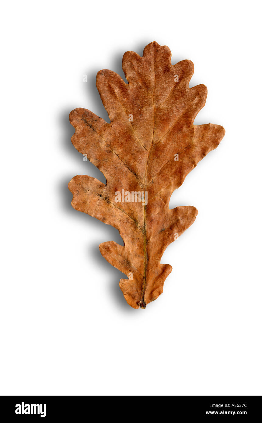 autumn leaves with drop shadow Autumn autumnal colour color leaf leaves ...