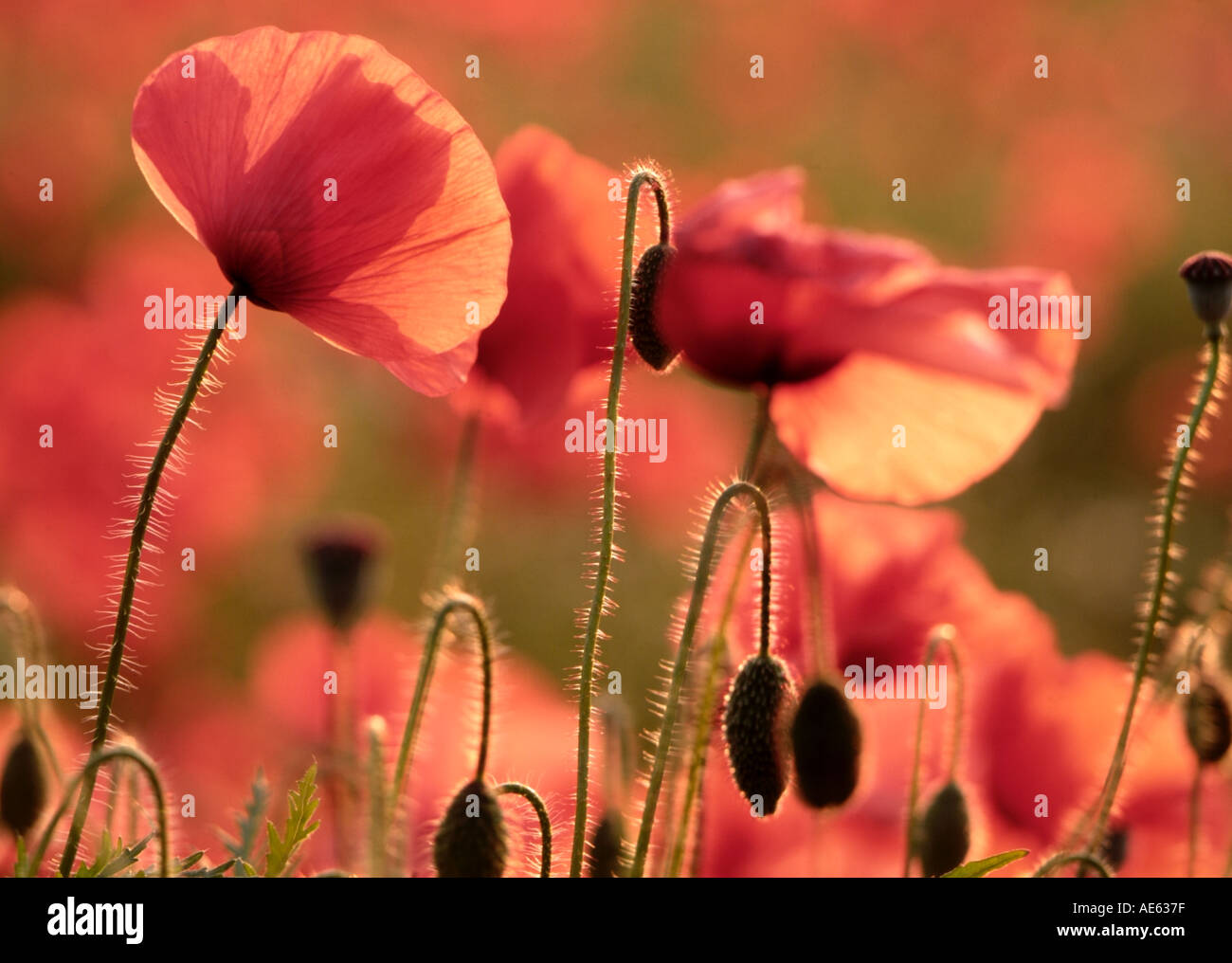 Battlefield airman hi-res stock photography and images - Alamy