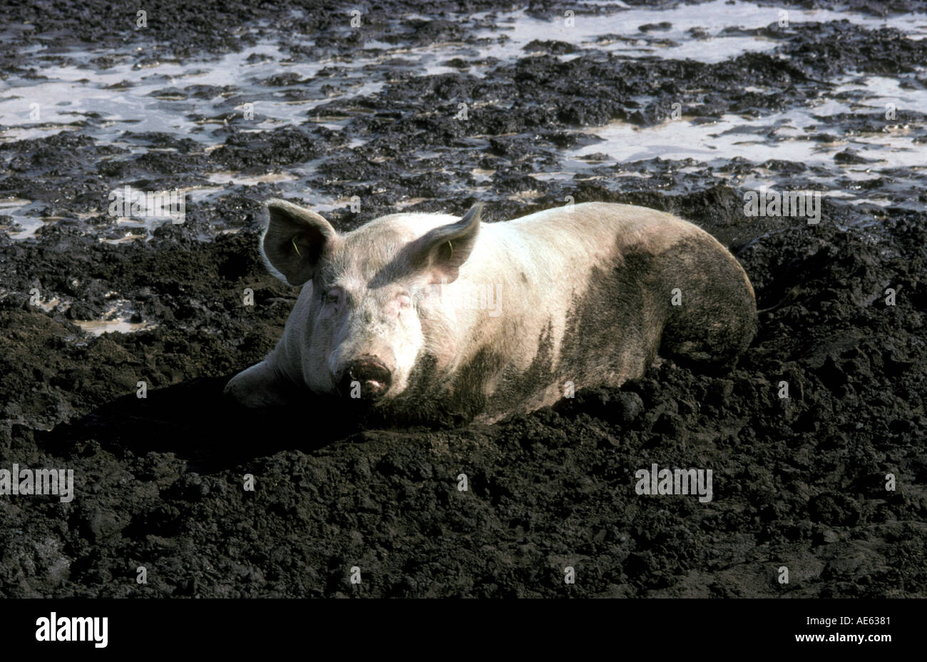free range pig pig pork ham bacon organic mud muddy farming rural ...