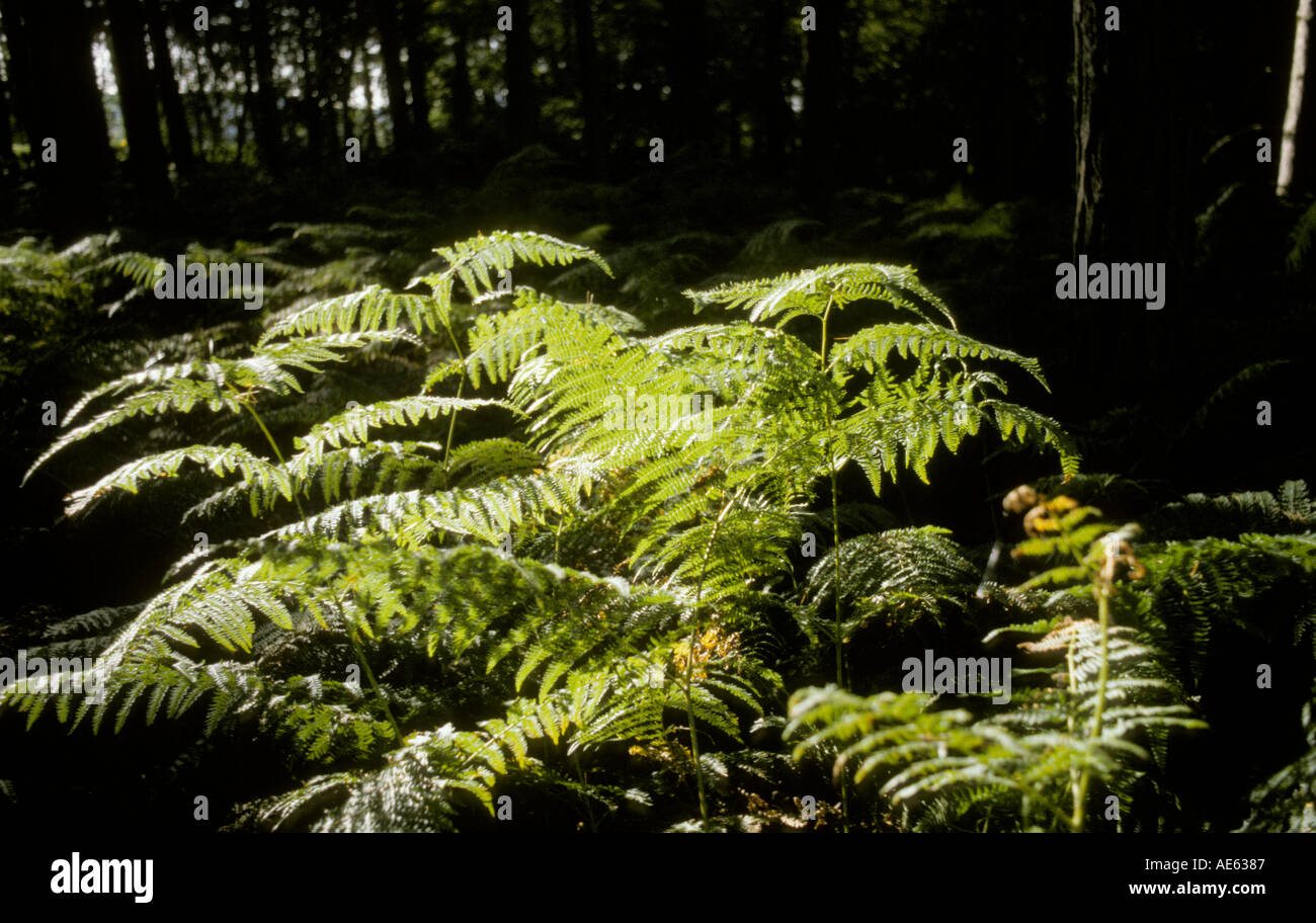 fern forest floor flora woodland wood land Stock Photo - Alamy